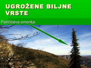 Flora i fauna Srbije | PPT