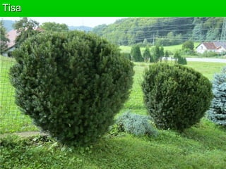 Flora i fauna Srbije | PPT