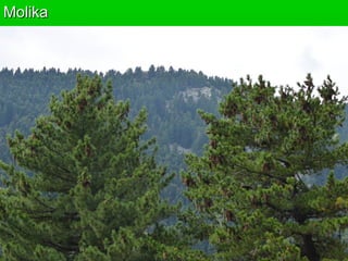 Flora i fauna Srbije | PPT