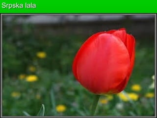 Flora i fauna Srbije | PPT