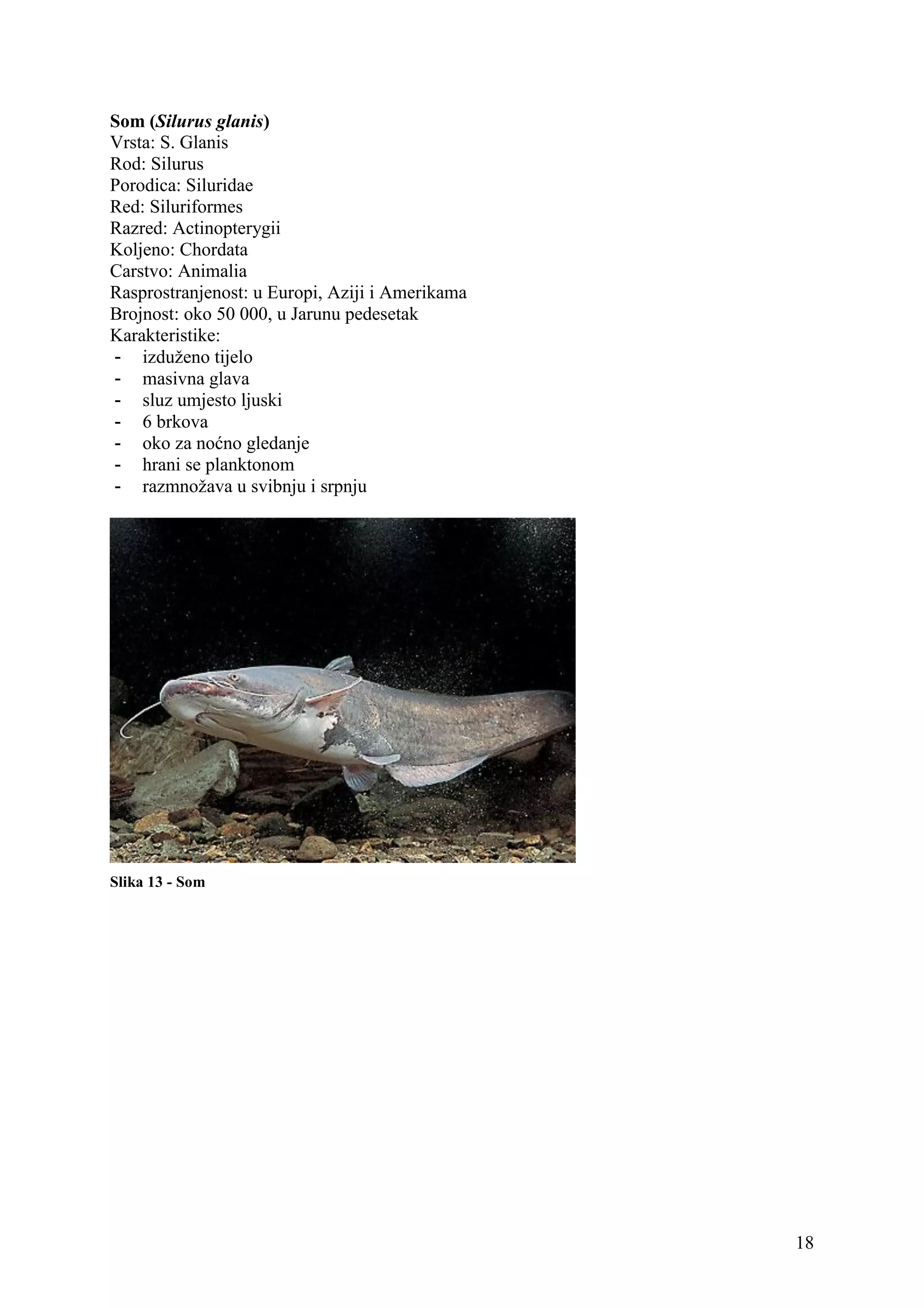 Flora i fauna_mog_kvarta_-_vedran_k. | PDF