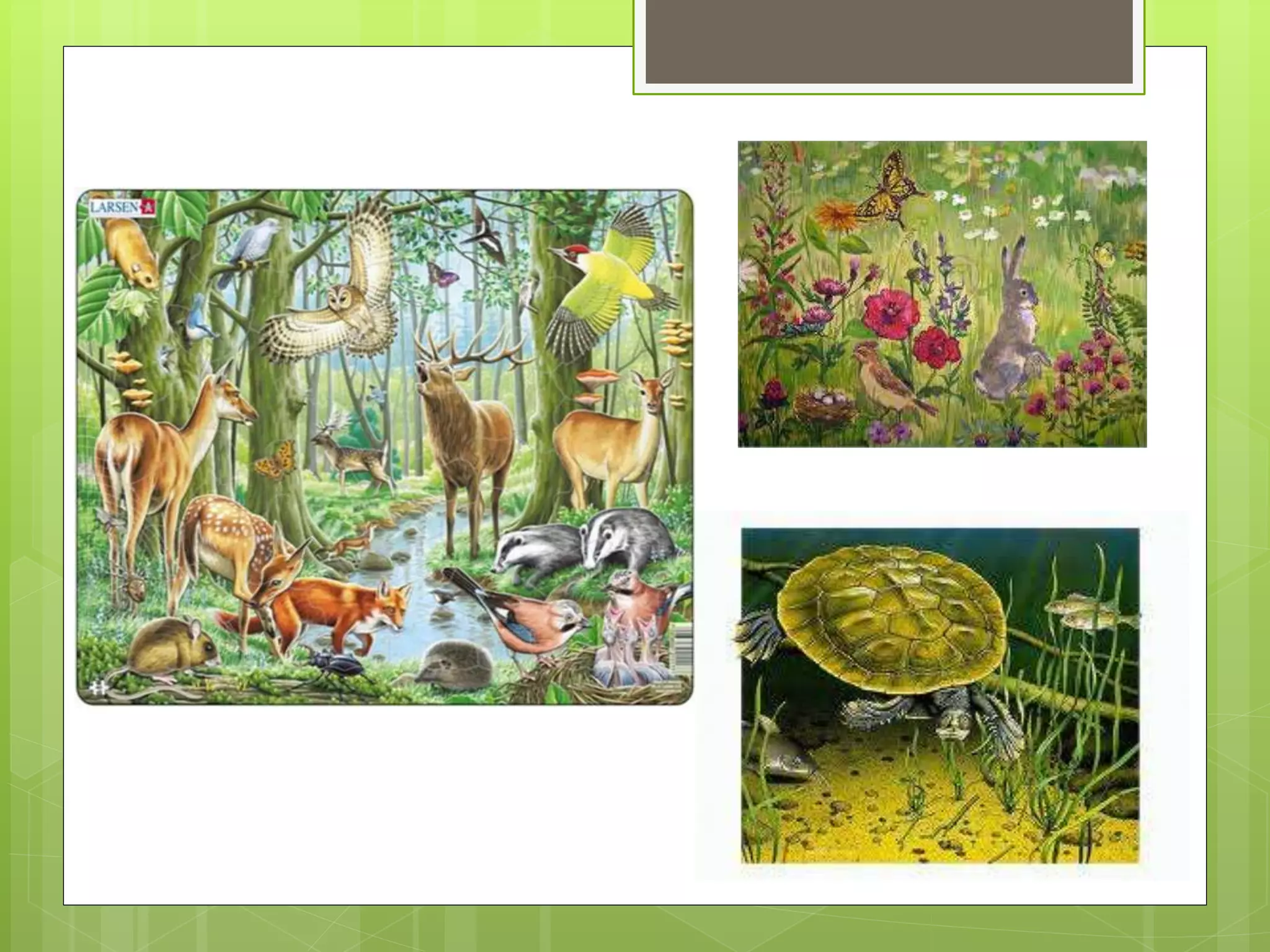 Flora i fauna Srbije | PPTX