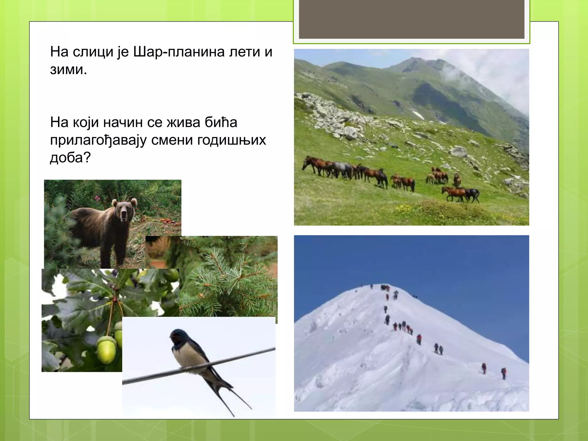 Flora i fauna Srbije | PPTX