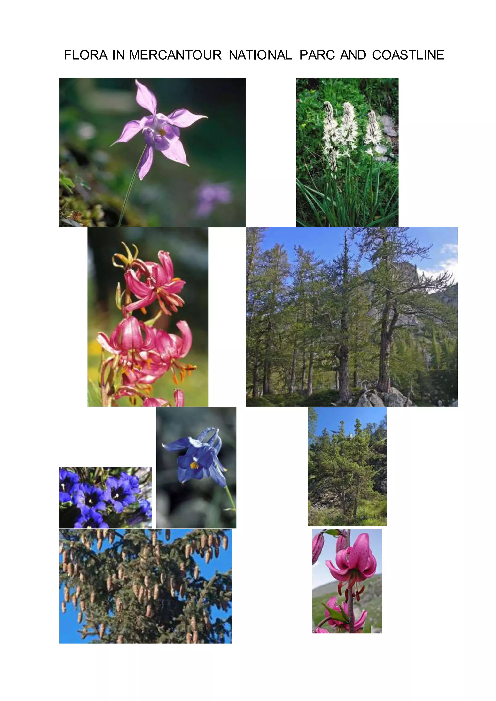 Flora in mercantour national parc | DOCX