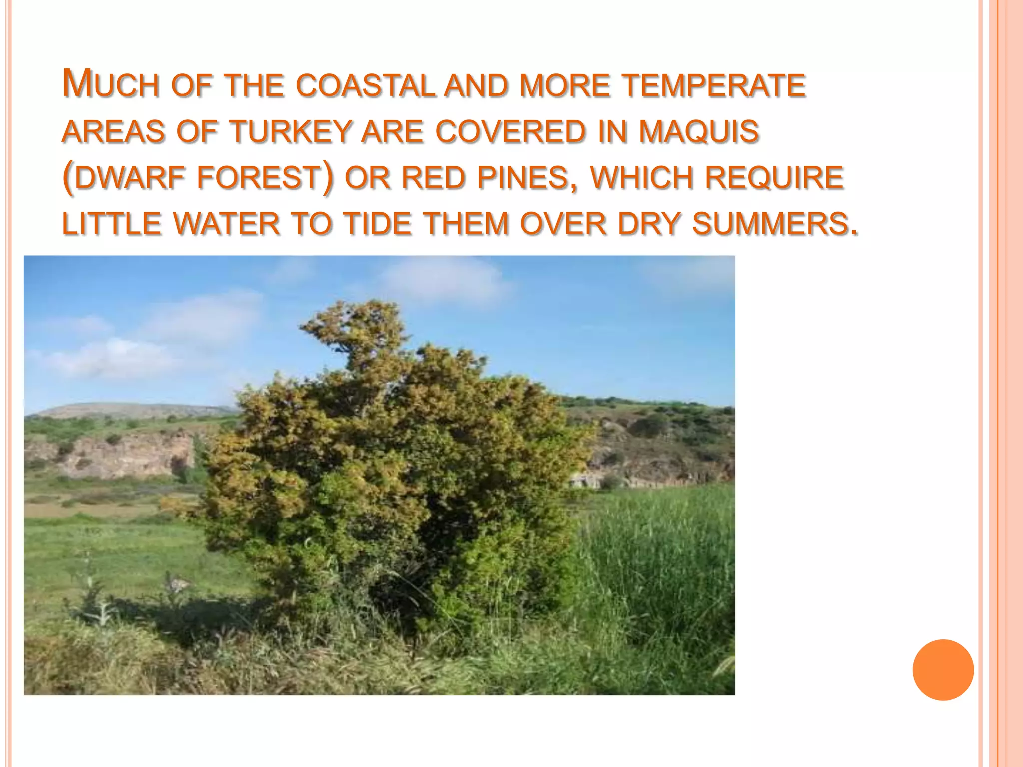 Flora in turkey | PPSX