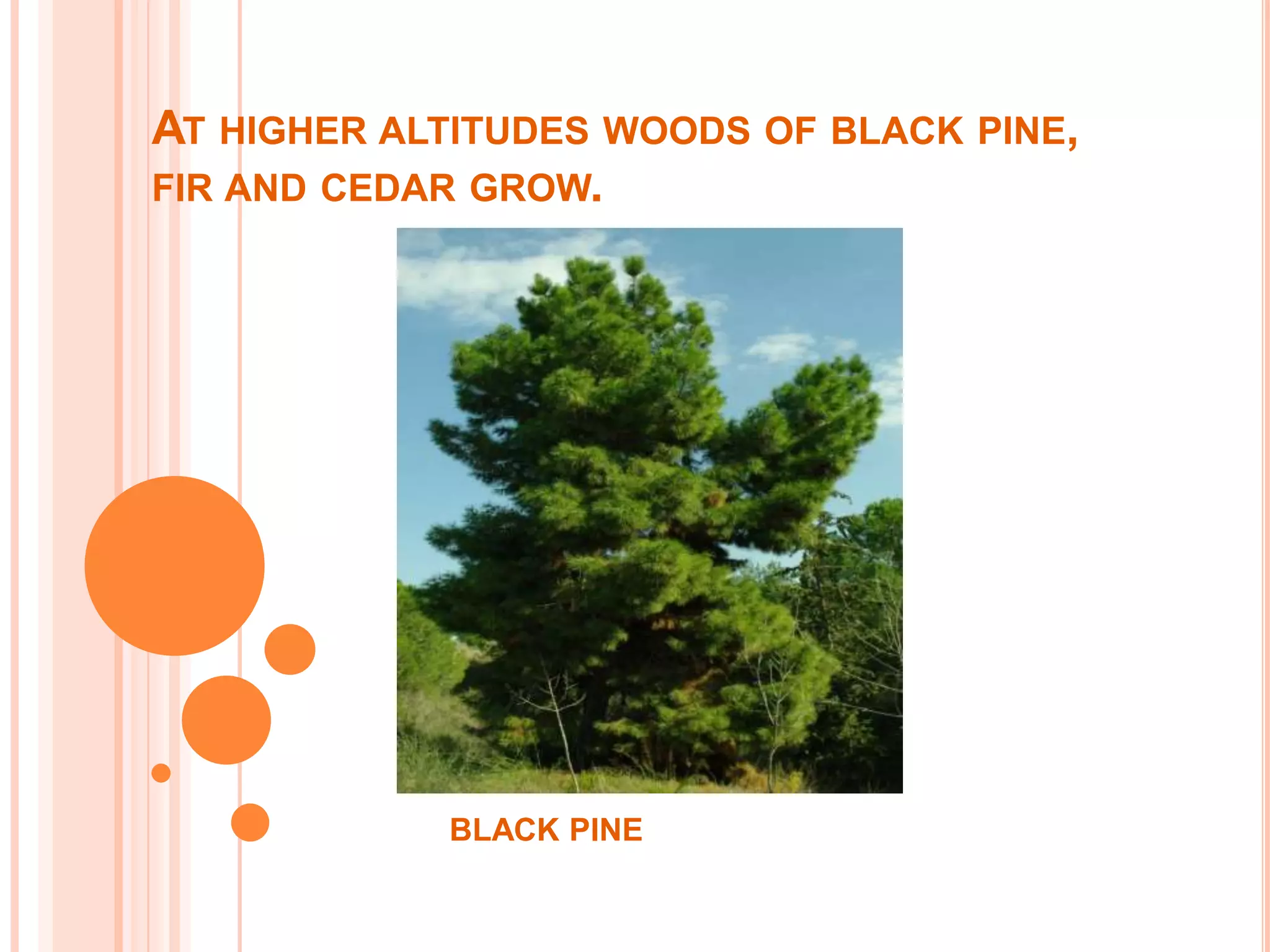 Flora in turkey | PPSX