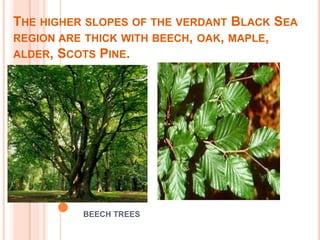 Flora in turkey | PPT