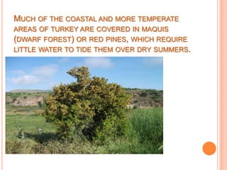 Flora in turkey | PPT