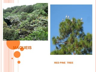 Flora in turkey | PPT