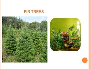 Flora in turkey | PPT