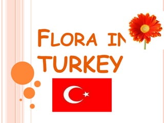 Flora in turkey | PPT