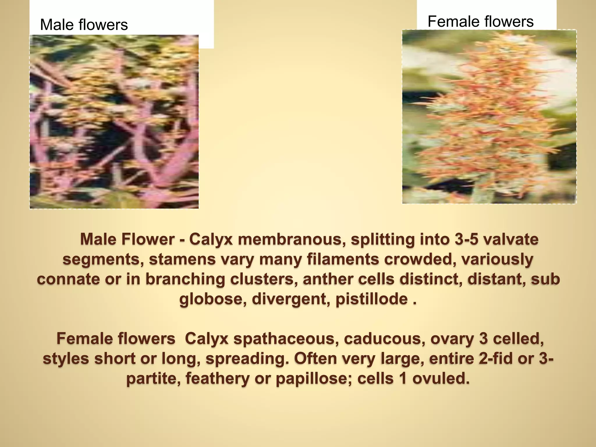 Floral biology | PPTX