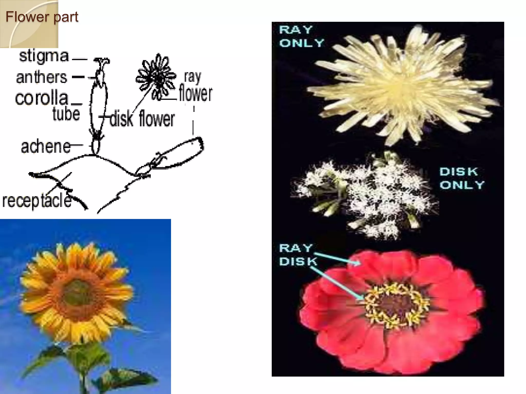 Floral biology | PPTX