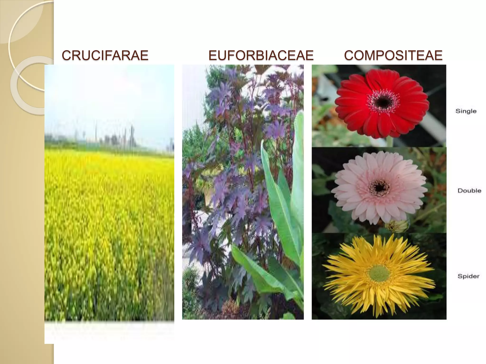 Floral biology | PPTX