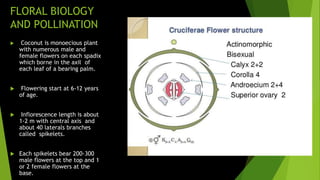 Floral biology and breeding of coconut | PPTX