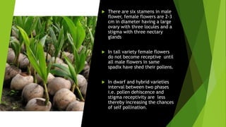 Floral biology and breeding of coconut | PPTX