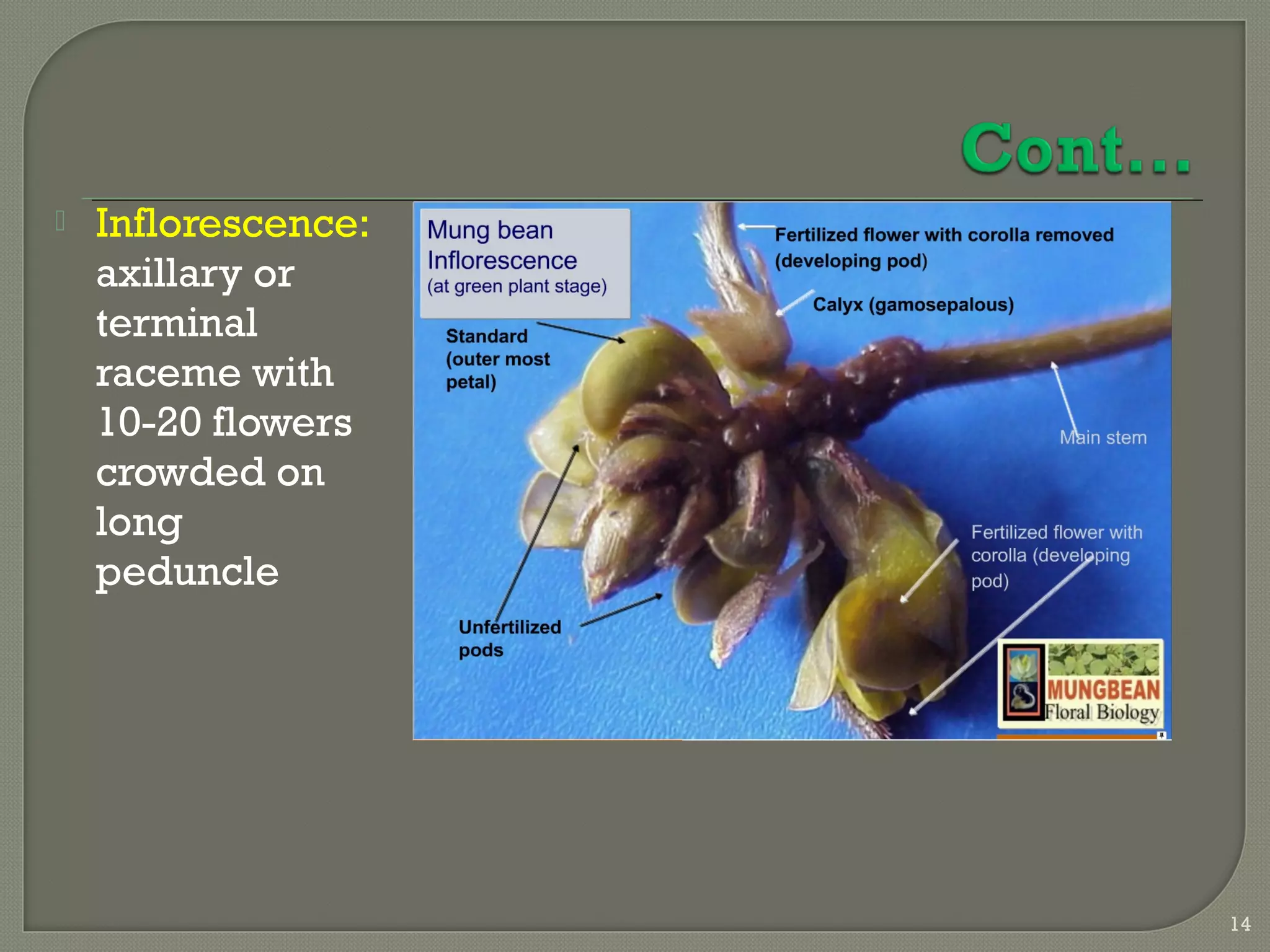 Floral biology and crossing techniques in greengram | PPT