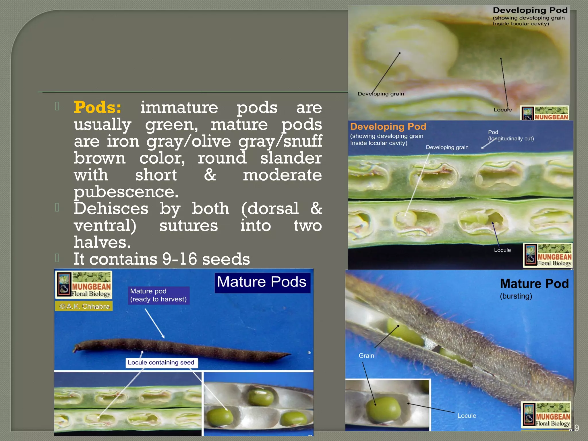 Floral biology and crossing techniques in greengram | PPT