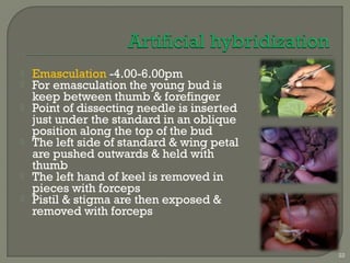 Floral biology and crossing techniques in greengram | PPT