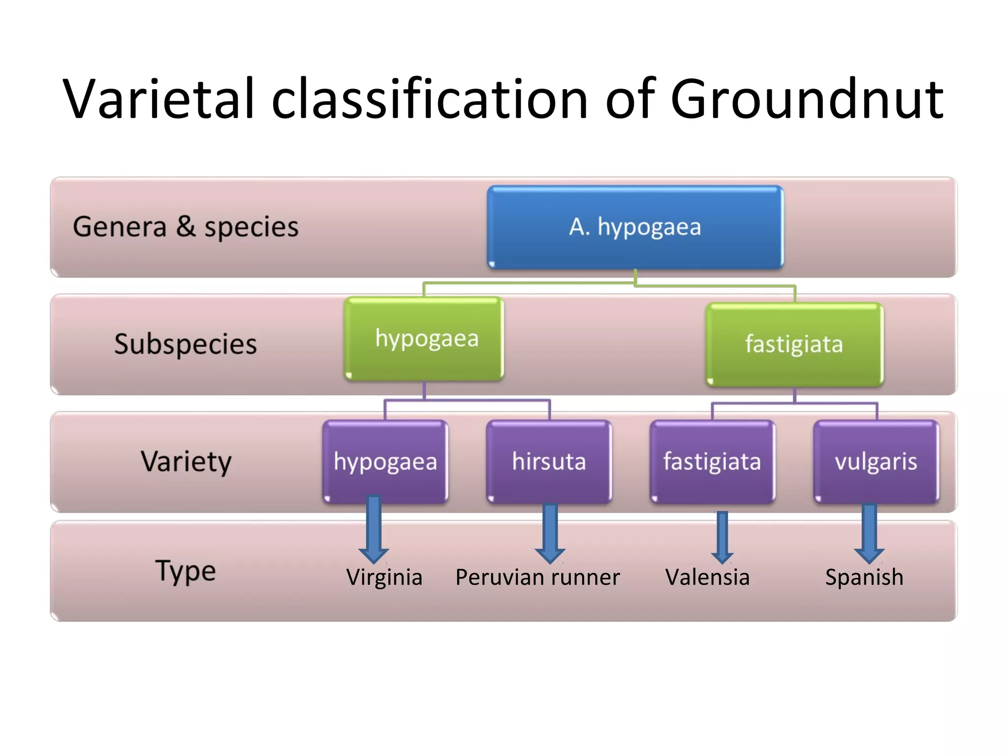 Floral biology and crossing techniques in groundnut | PPS
