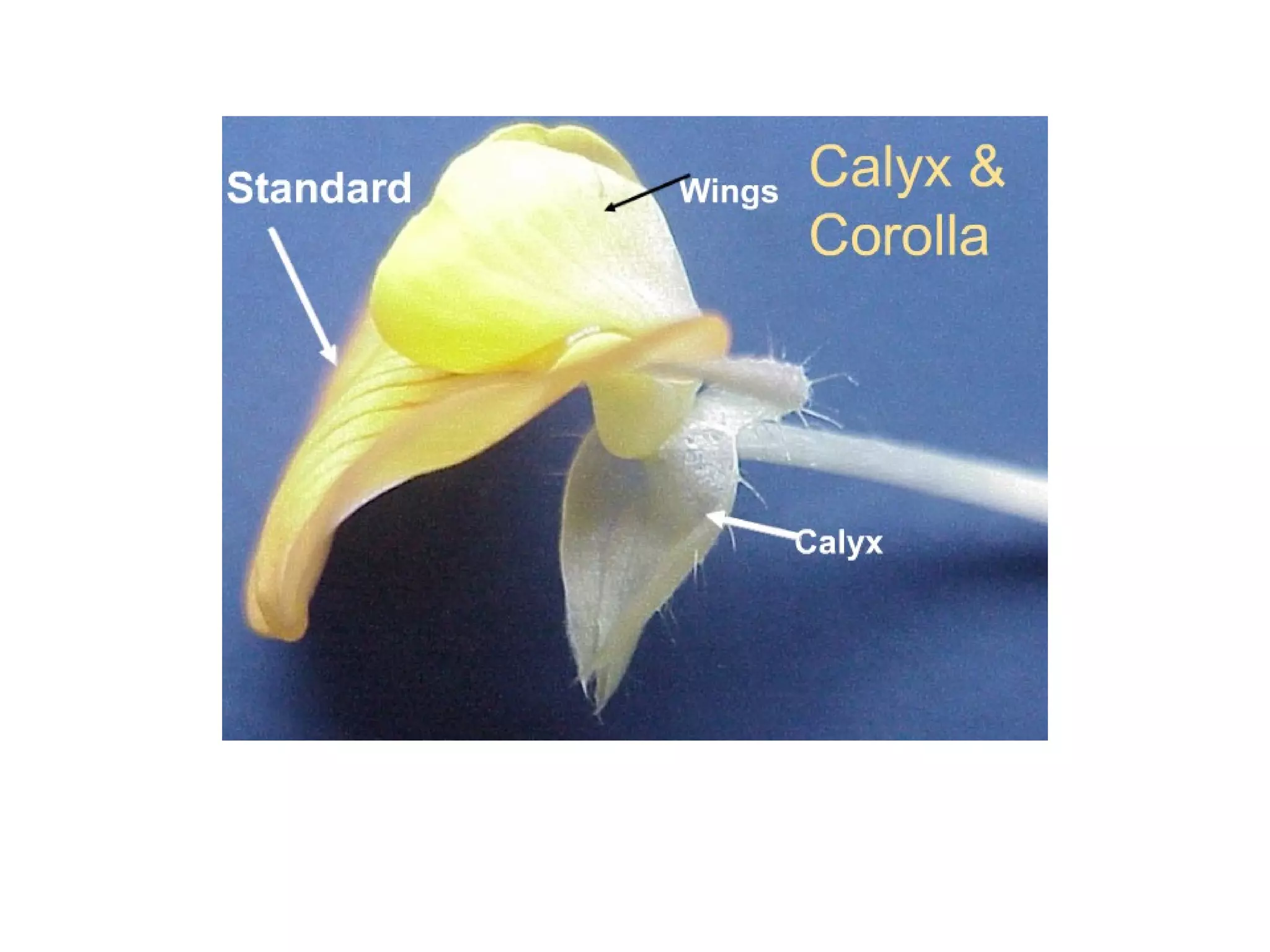 Floral biology and crossing techniques in groundnut | PPS