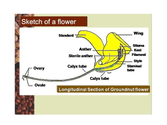 Floral biology and crossing techniques in groundnut | PPS