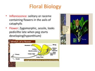 Floral biology and crossing techniques in groundnut | PPS