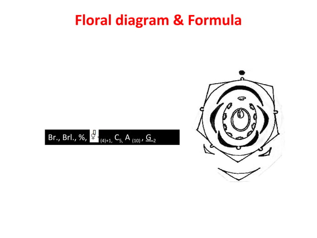 Floral biology and crossing techniques in groundnut | PPS