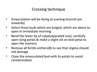 Floral biology and crossing techniques in groundnut | PPS