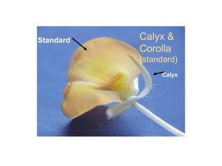 Floral biology and crossing techniques in groundnut | PPT