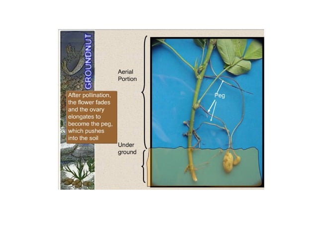 Floral biology and crossing techniques in groundnut