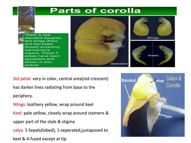 Floral biology and crossing techniques in groundnut