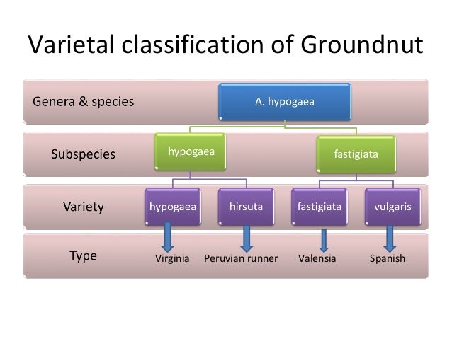 Floral biology and crossing techniques in groundnut
