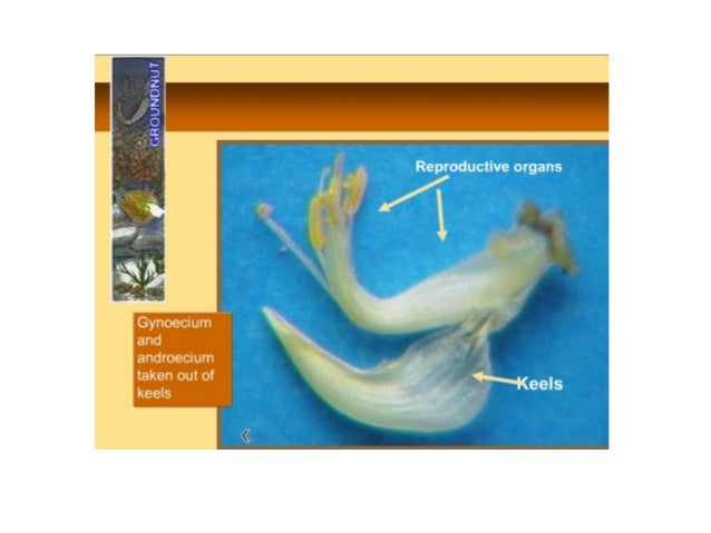 Floral biology and crossing techniques in groundnut