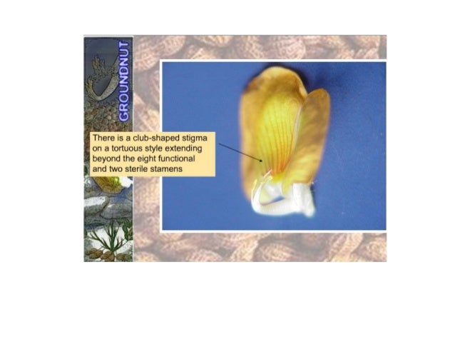 Floral biology and crossing techniques in groundnut