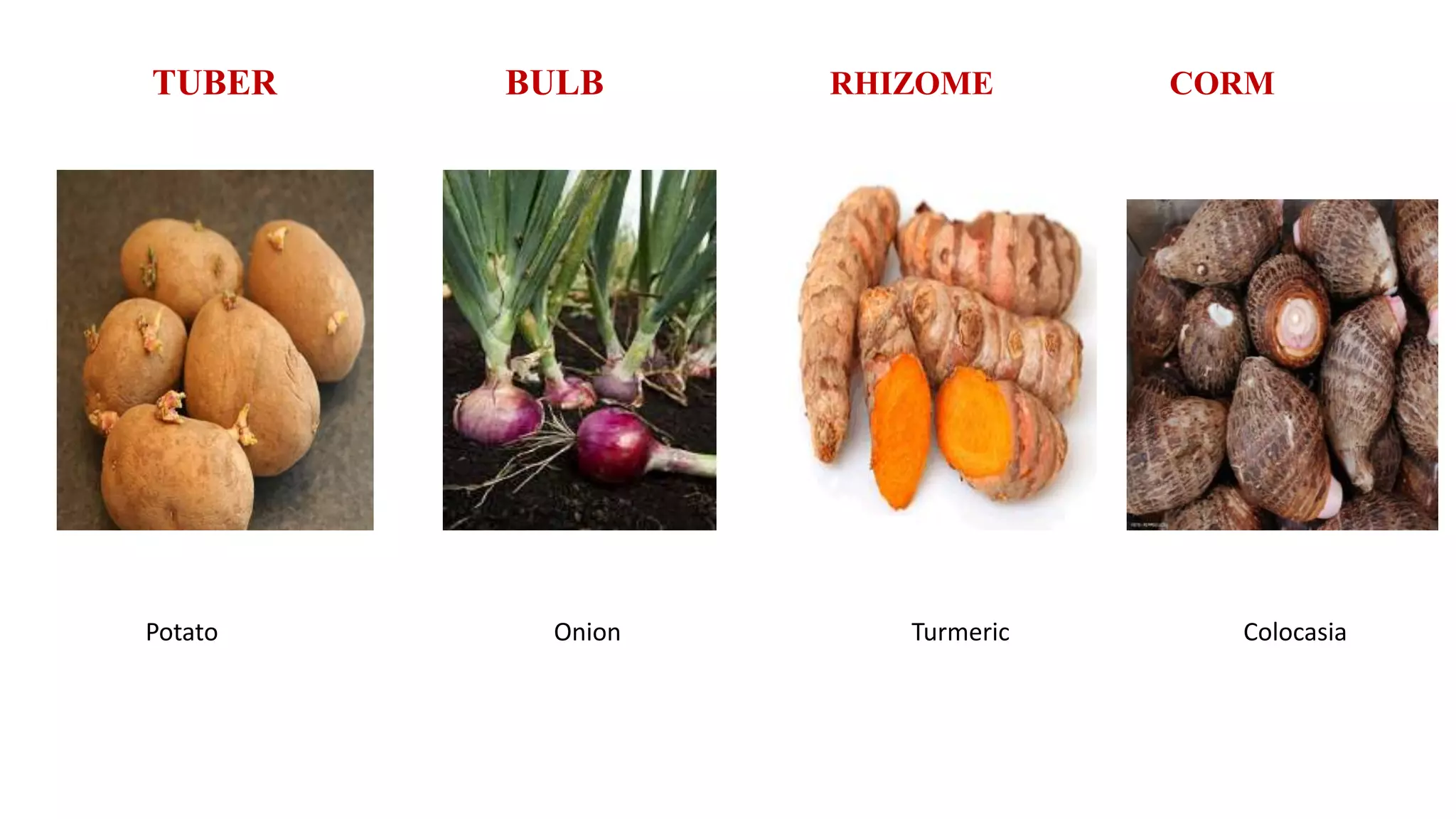 Floral biology, modes of reproduction and pollination | PPTX