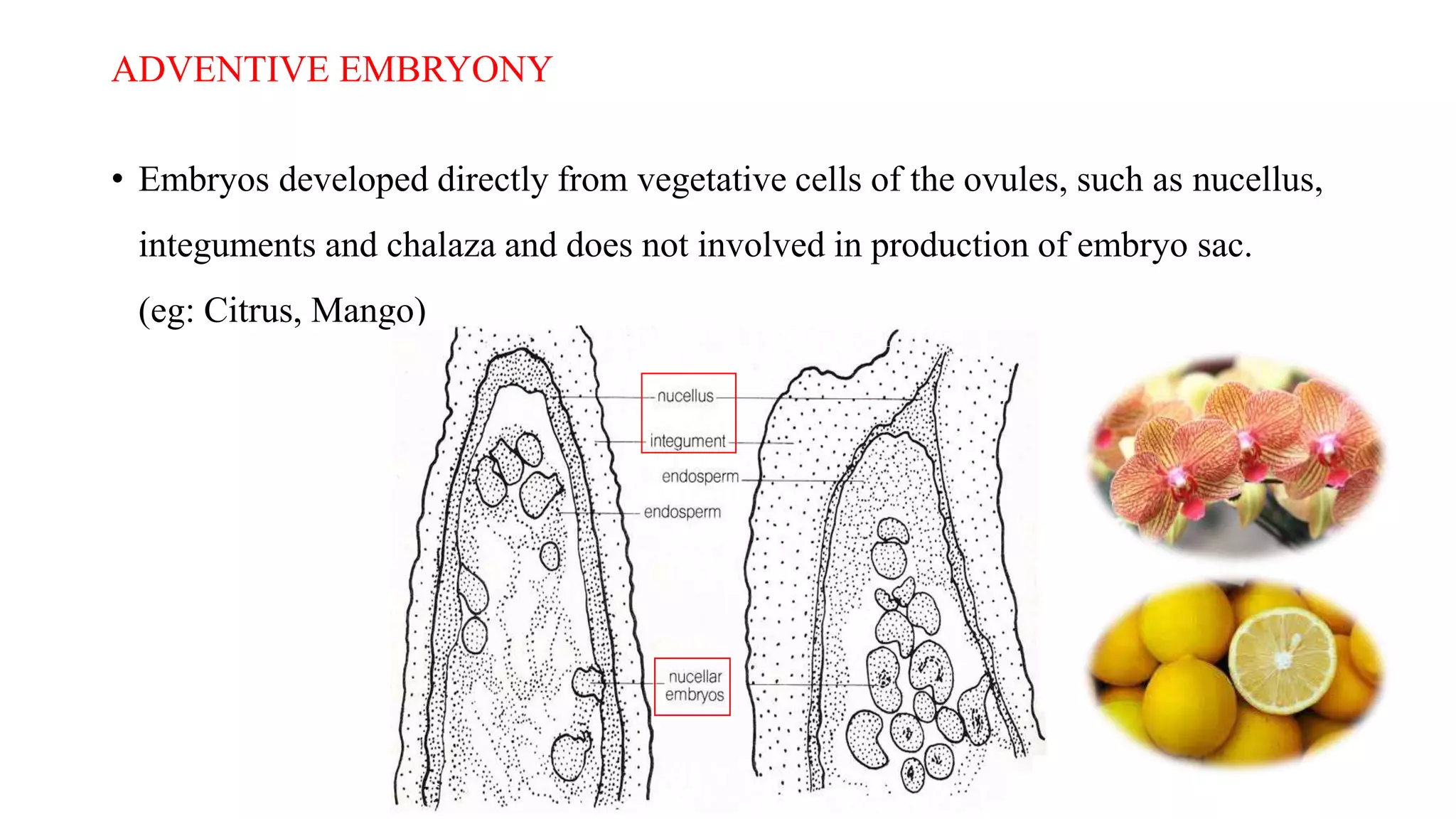 Floral biology, modes of reproduction and pollination | PPTX