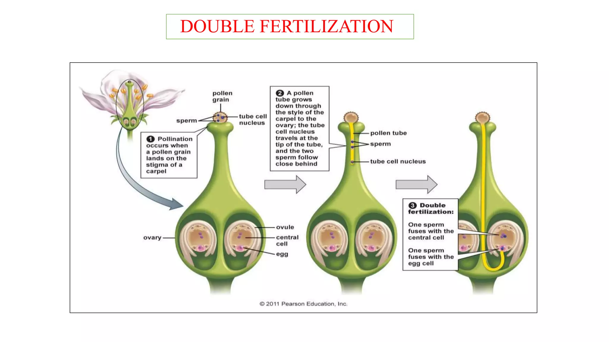 Floral biology, modes of reproduction and pollination | PPTX