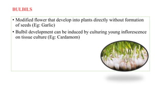 Floral biology, modes of reproduction and pollination | PPTX