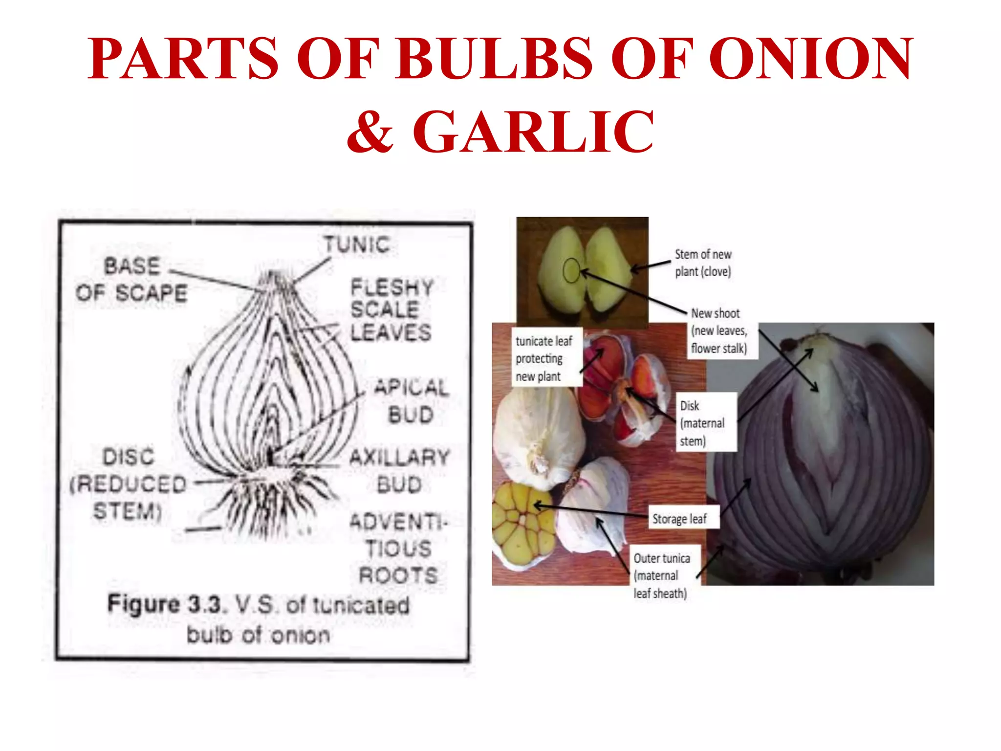Floral biology of garlic and onion | PPT