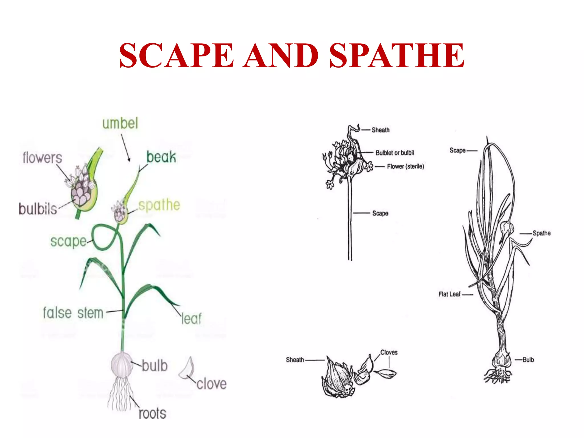 Floral biology of garlic and onion | PPT