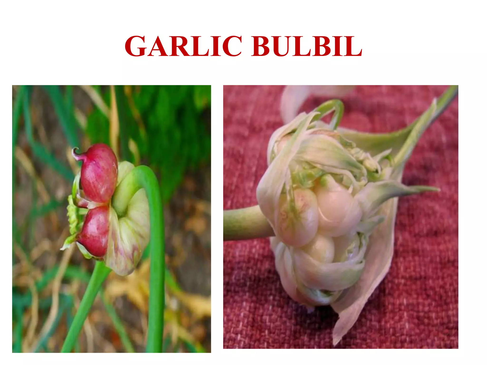 Floral biology of garlic and onion | PPT