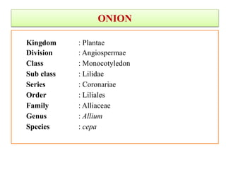 Floral biology of garlic and onion | PPT