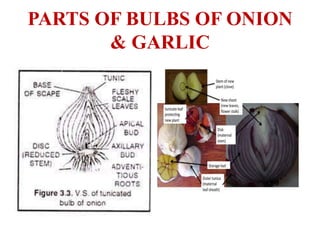 Floral biology of garlic and onion | PPT