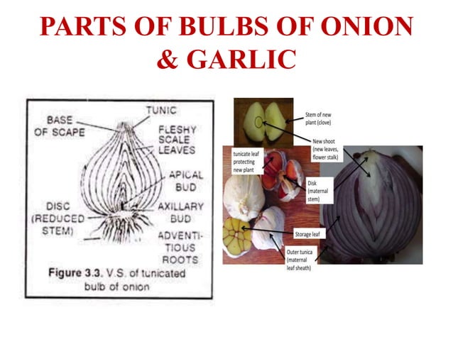 Floral biology of garlic and onion | PPT | Gardening | Home & Garden