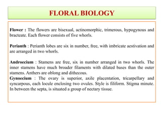 Floral biology of garlic and onion | PPT