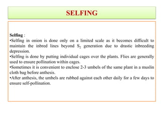 Floral biology of garlic and onion | PPT
