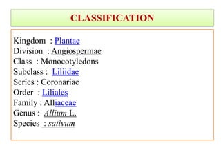 Floral biology of garlic and onion | PPT