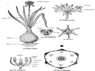Floral biology of garlic and onion | PPT