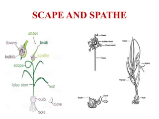 Floral biology of garlic and onion | PPT
